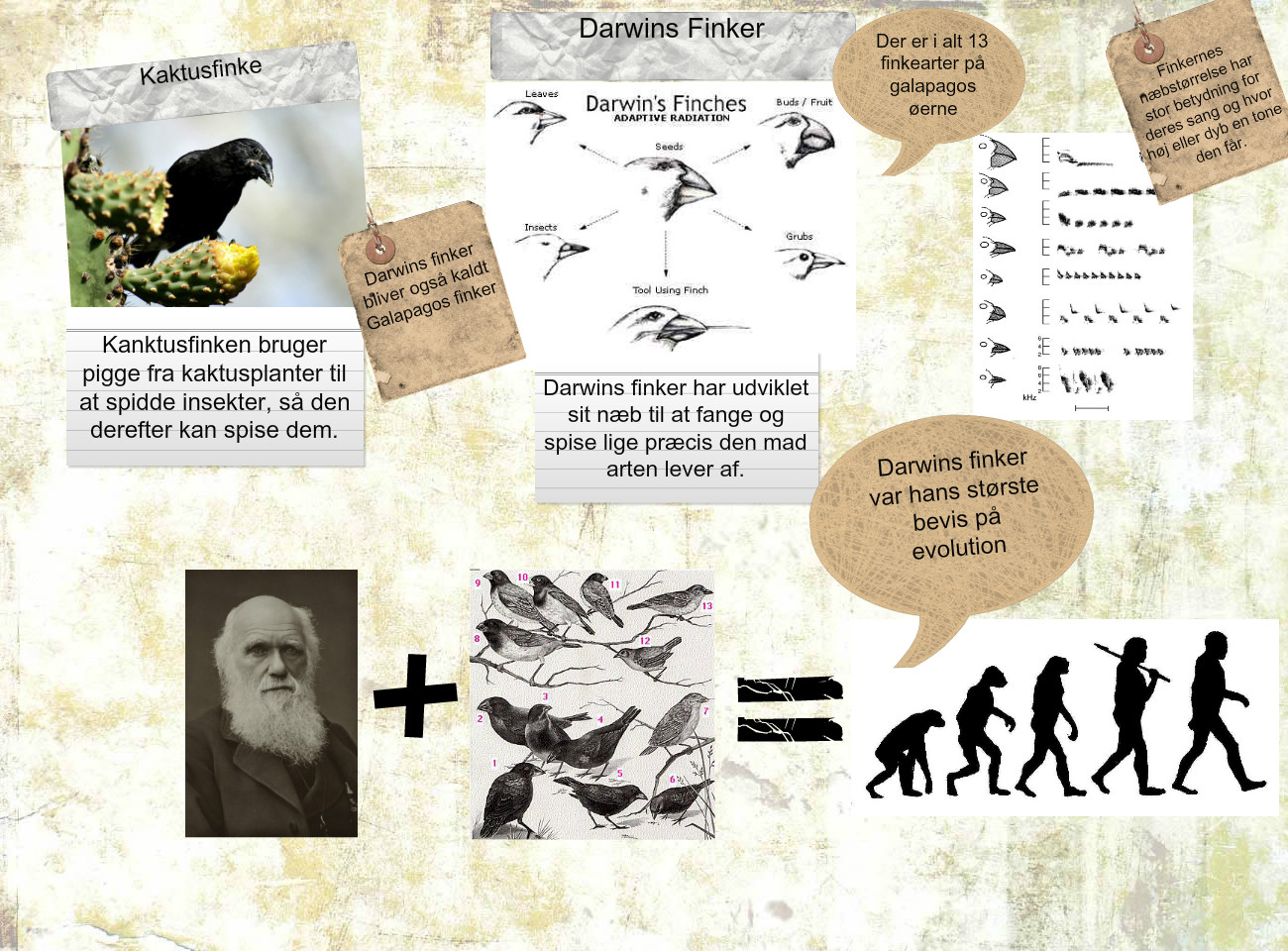 Evolusjon av Darwins finker