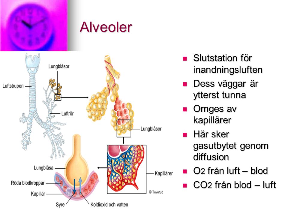 Krypdyr har i prinsippet samme type lunger som pattedyr (utskifting via ...